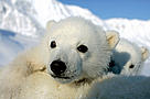 WWF Danmark | WWF Denmark